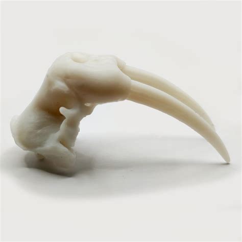 Walrus Skull Replica The Scale Grail