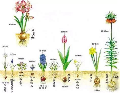 冬天到了適合新手種植的幾種球根花卉大推薦 每日頭條