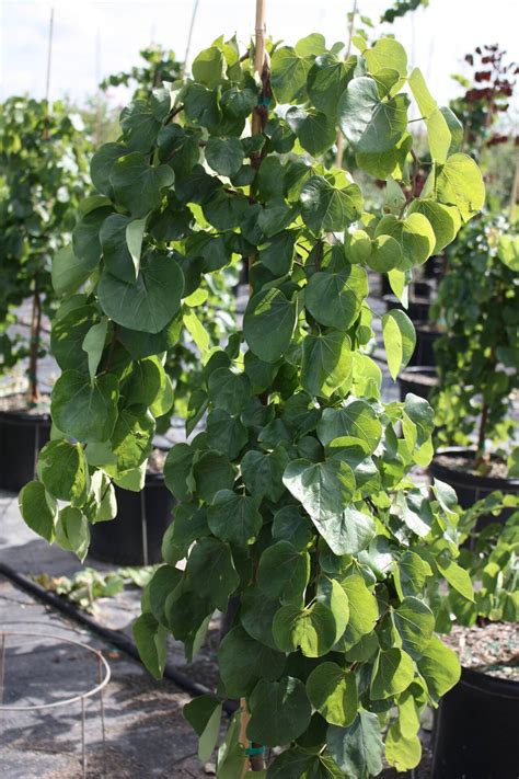 Cercis Texensis Traveler Pp8640 Creekside Nursery