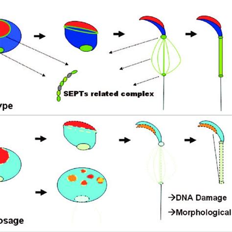 Working Model Of Sept Related Complex During Mammalian Spermatogenesis Download Scientific