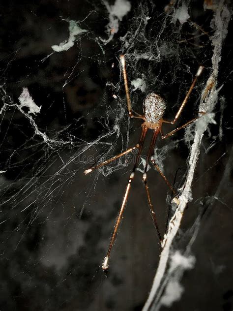 Spider On Wall In Dark Stock Image Image Of Darkness 376325109