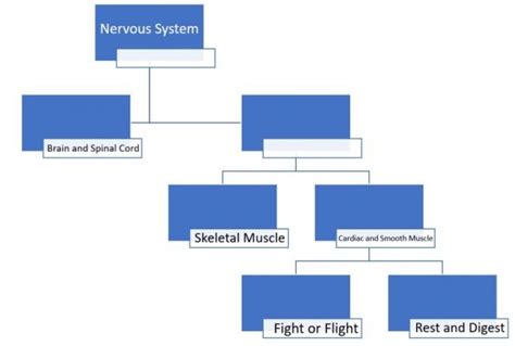 Neuro Internal Medicine Midterm LABEL THE NERVOUS SYSTEM Diagram