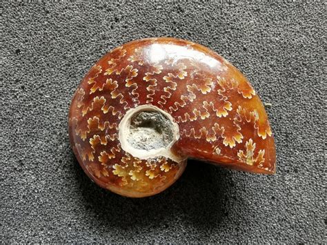 Polished Ammonite Fossil Suture Patterns Bag Of 1 Or More Etsy