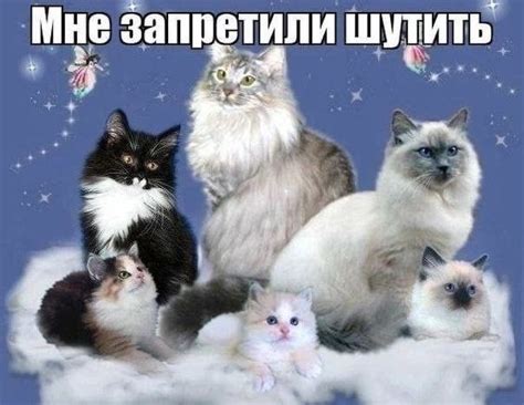 Создать мем кошка секреты кошек кошка рэгдолл Картинки Meme