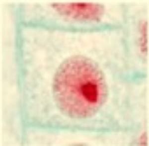 Mitosis In Onion Root Tip Flashcards Quizlet