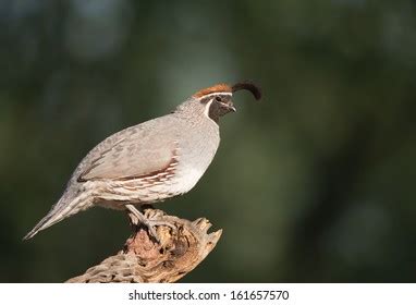 Hundred Quale Royalty Free Images Stock Photos Pictures Shutterstock