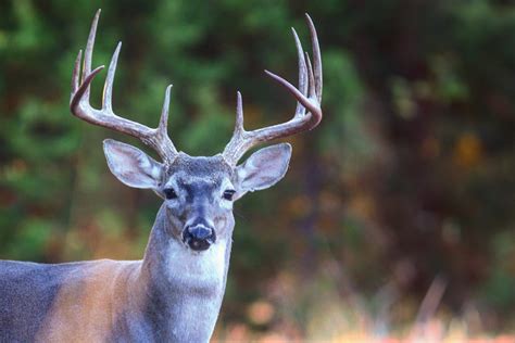 Good Season Forecast For White Tailed Deer Hunting Texas Farm Bureau