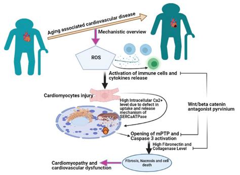 Molecular Explanation Of Wntβ Catenin Antagonist Pyrvinium Mediated