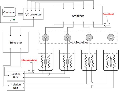 Ex Vivo Assessment Of Contractility Fatigability And Alternans In