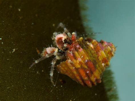 ゴホンアカシマホンヤドカリ Izuzuki海の生き物大図鑑 笑