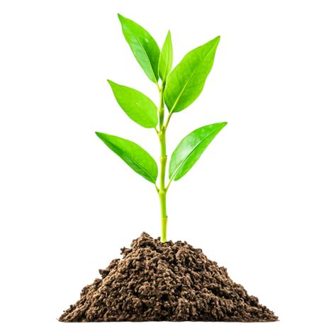 Green Plant Sprouting From Dark Soil In Isolated Background 56098570 Png