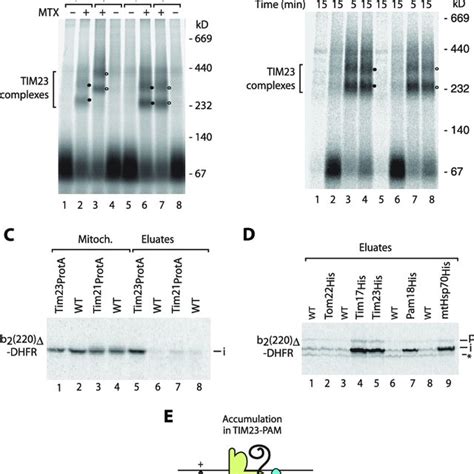 Two Forms Of Preprotein Carrying Tom Tim23 Supercomplexes A Isolated