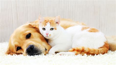 O que dizem as leis sobre os direitos dos animais Pouco na prática SIC Notícias