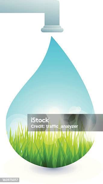 Herbe Verte Dans Goutte Deau Vecteurs Libres De Droits Et Plus Dimages