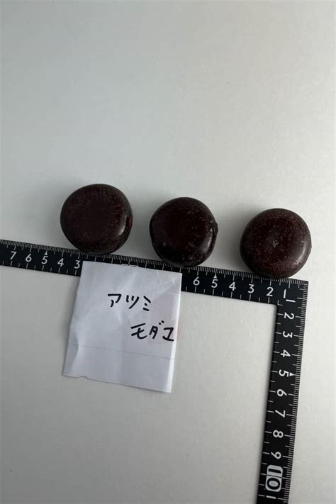 Yahooオークション モダマ 藻玉 漂着種子 3個セット