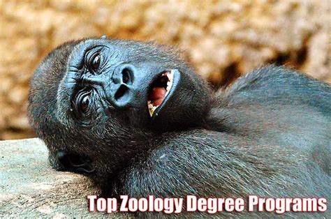 Top 5 Colleges For Zoology In Usa Top Zoology Graduate Programs