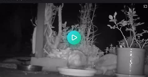 Tippy Tappy Tiggywinkle Album On Imgur