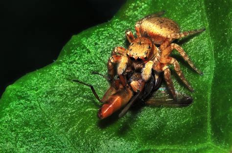 Pa Spiders Pictures Of Spiders In Pennsylvania Western Pest Services