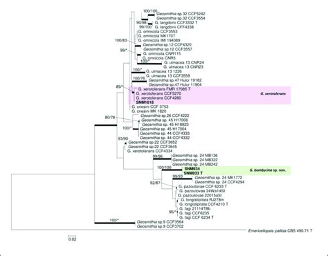 maximum likelihood ml tree of geosmithia generated from the