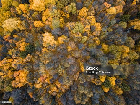 가을 숲 공중 무인 항공기 보기 0명에 대한 스톡 사진 및 기타 이미지 0명 관광 나무 Istock