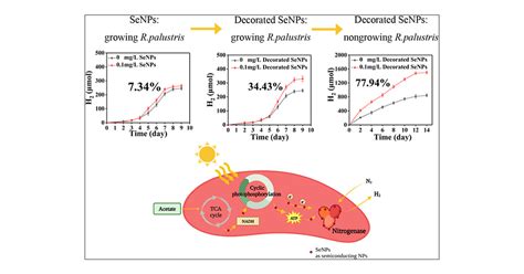Escalating Photobiological Hydrogen Production Using Engineered