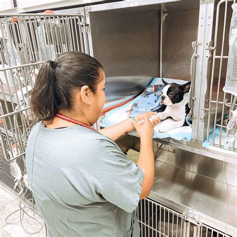 Veterinary Emergency Clinic Deland At Lauren Harris Blog