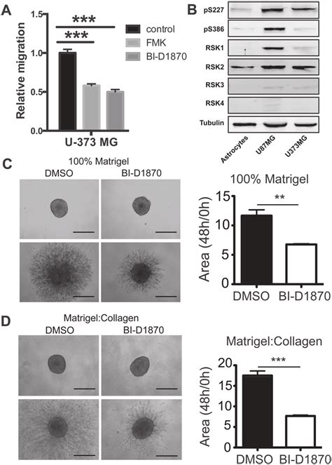 Rsk Isoforms Are Required For Gbm Migration And Invasion A Migration