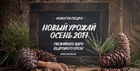 Купить кедровые орехи оптом от производителя доставка по России урожай 2017 низкая цена в Скедра