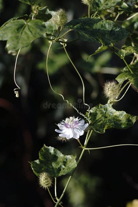 Wild Passion Fruit Flower Passiflora Foetida Stock Image Image Of