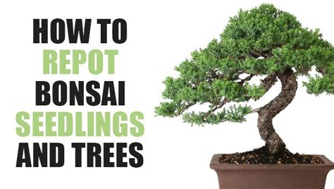 How To Repot Bonsai Seedlings And Trees Step By Step Guideline Top