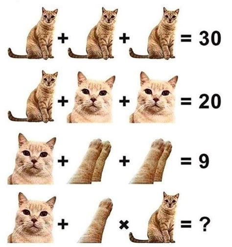 Matemática dos gatos é o novo desafio que tem deixado a internet