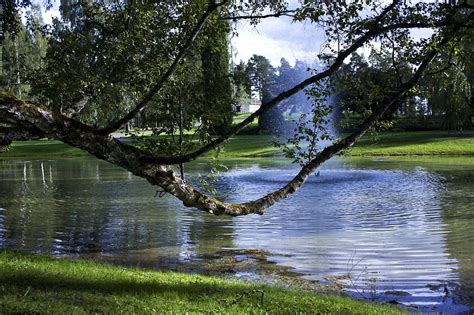 Tree Branch Water Free Photo On Pixabay Pixabay