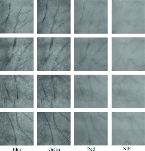 Multispectral Palmprint Samples In The Polyu Database Download Scientific Diagram