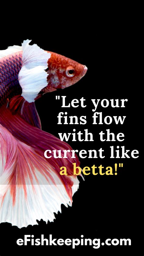 Top 25 Betta Fish Quotes And Caption