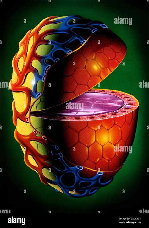 Illustration Of A Single Human Thyroid Follicle The Functional Unit Of