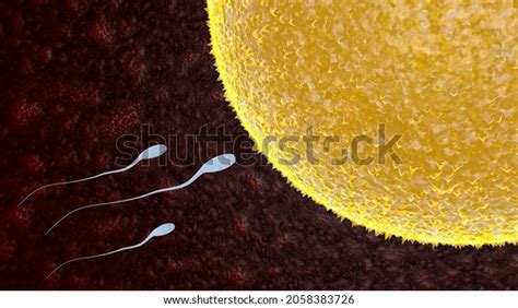 Fertilization Fusion Haploid Gametes Egg Sperm Stock Illustration