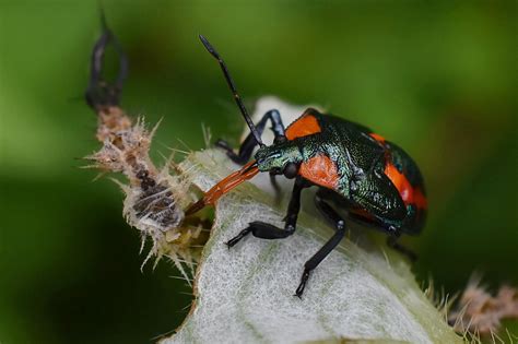 Predatory Stink Bug Nymph From Northern Tanzania 011220 Rwhatsthisbug