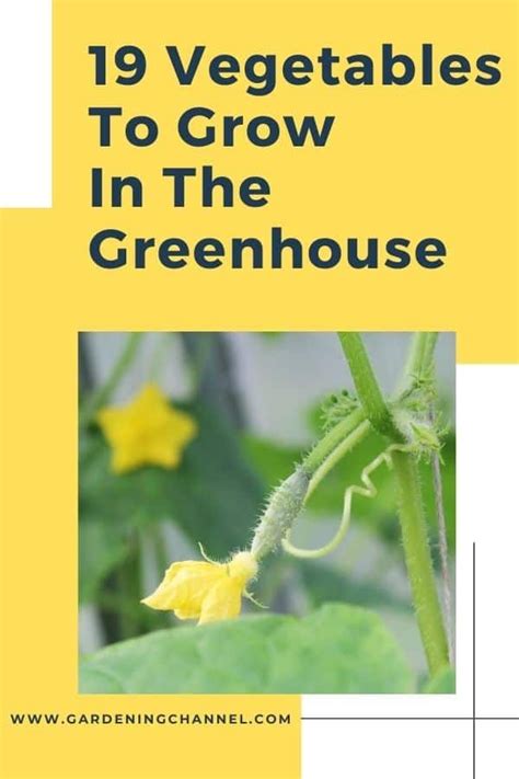 19 Vegetables To Grow In A Greenhouse Artofit