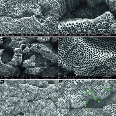 Scanning Electron Microscopy Sem Micrographs Of Nanotube Layers By Download Scientific