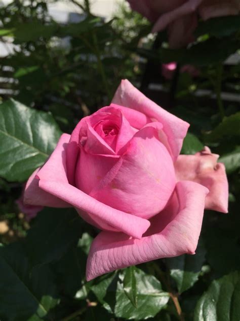 チュウレンジハバチの幼虫がバラの花を食害被害は葉にとどまらず つるバラと宿根草の小さな庭づくり