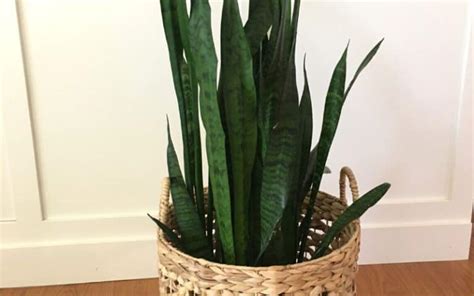 How To Avoid Flies In Indoor Plants Shannon Torrens