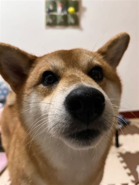 去公園散步，遇到一個家長不在身邊但很有禮貌的妹妹問：請問我可以摸一下嗎？ 回答可以後妹妹又問：請問狗狗叫什麼名字？ 我：牠叫養樂多喔～也可以叫樂樂 妹妹一邊開心的一直叫養樂多、一邊摸摸牠 摸一