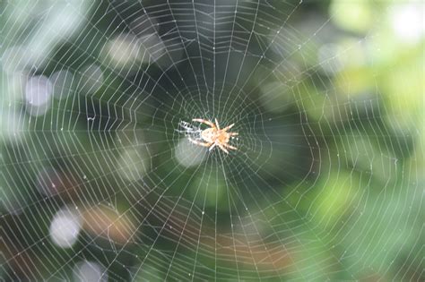 Free Photo Spider Web House Insect Spider Free Download Jooinn