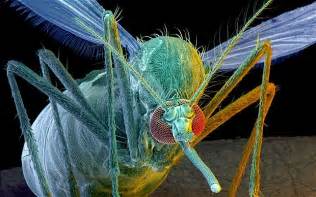 Genetically Modified Mosquitoes To Fight Dengue Fever In Brazil