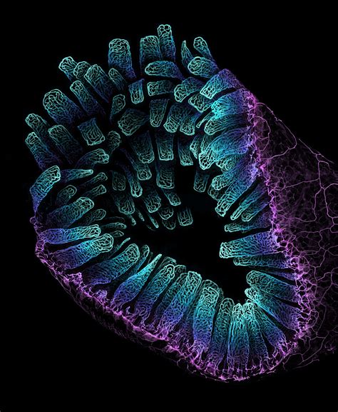 Microscopic Beauty Minute Marvels Of Nature Being Some Revelations Of