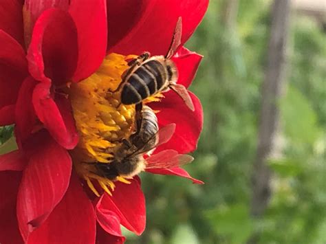 The A Bee C Of Hive Supplies Country News