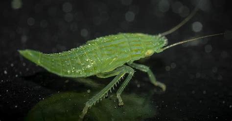 Not Sure What Kind Of Bug This Is But He Was About 1mm Big Album On Imgur