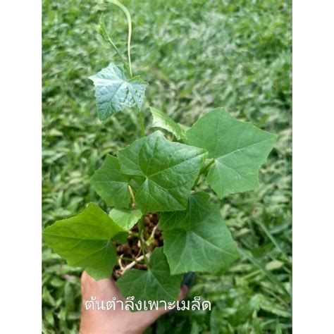ต้นตำลึงเพาะเมล็ดในถุงชำผักสวนครัวรั่วกินได้มีประโยชน์ Shopee Thailand