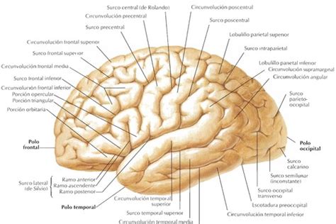 TEMA 10 CONFORMACIÓN EXTERNA DE HEMISFERIOS CEREBRALES NÚCLEOS