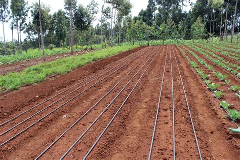 Drip Irrigation Farming Graduate Farmer Limited